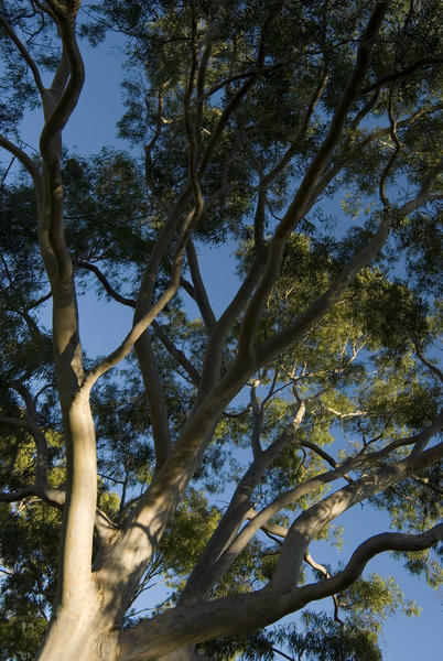 Tall Gum Tree-4051 | Stockarch Free Stock Photo Archive