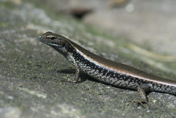 small skink-3926 | Stockarch Free Stock Photo Archive