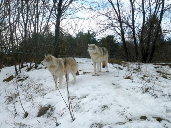 arctic wolves-4180 | Stockarch Free Stock Photo Archive