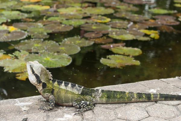 Lizard by a lily pond-4125 | Stockarch Free Stock Photo Archive