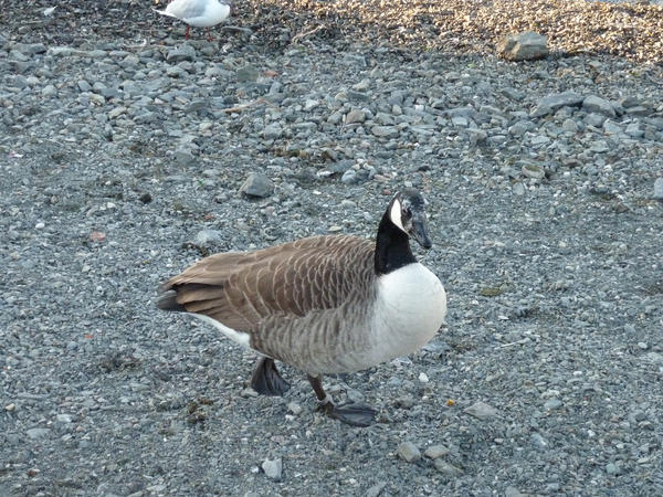 duck-4194 | Stockarch Free Stock Photo Archive