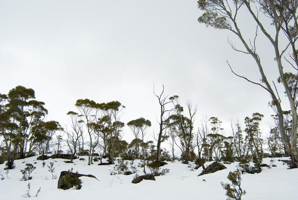 alpine tree line-5320 | Stockarch Free Stock Photo Archive