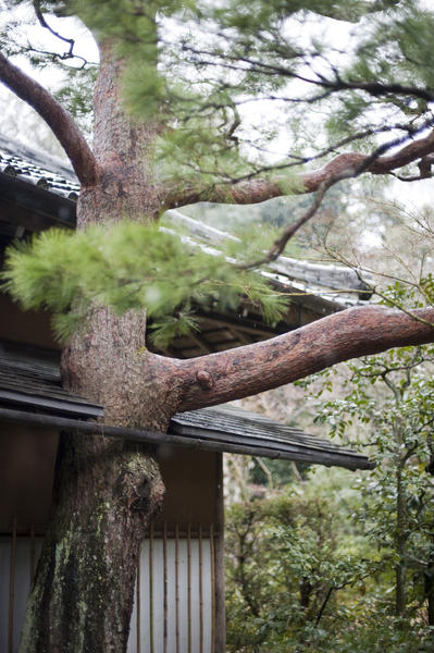 tree growing through the roof-5497 | Stockarch Free Stock Photo Archive