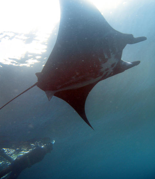 Large manta ray swimming overhead-5946 | Stockarch Free Stock Photo Archive