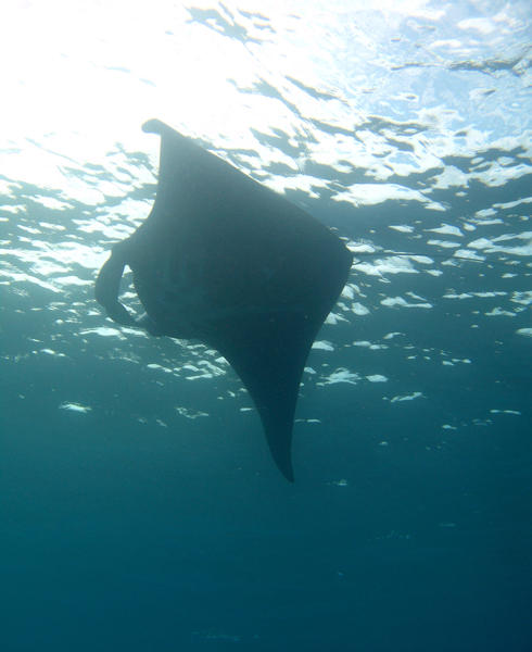 Manta ray filter feeding overhead-6101 | Stockarch Free Stock Photo Archive